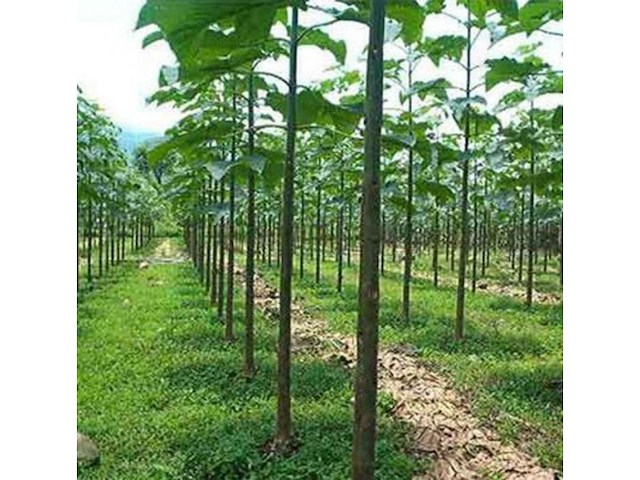 Paulownia Elongata (2500 semenki)