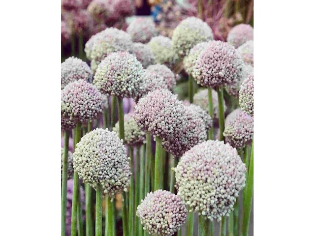 Allium ampeloprasum 4 lukovice