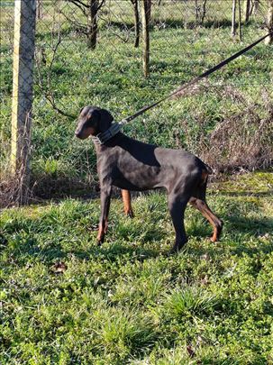 Doberman , odrastao pas