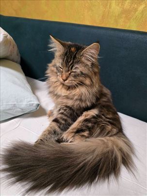 Maine Coon, mače