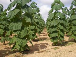 Paulownia Shan Tong (5000 semenki)