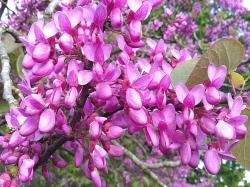 Judino drvo(cercis siliguarcum)