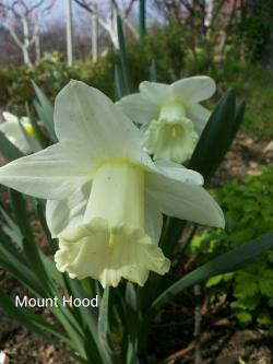 Narcissus Mount Hood