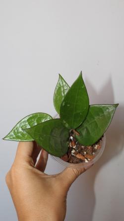 Hoya Parasitica Black Edge