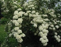 Suručica - Spiraea vanhouttei