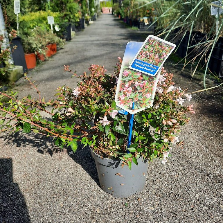 Abelia grandiflora Edward Goucher 40 cm