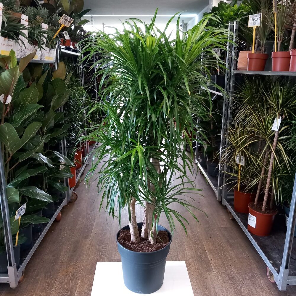 Dracena Reflexa Anita 120 cm