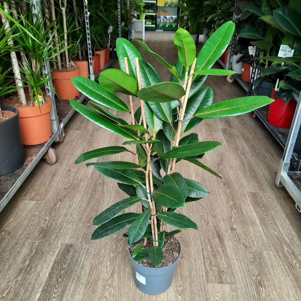 Ficus americana guianesis 100 cm