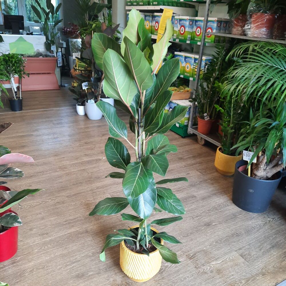 Ficus joy 140 cm