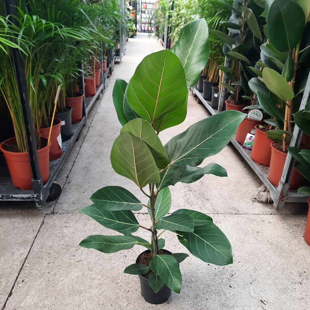 Ficus joy 90 cm