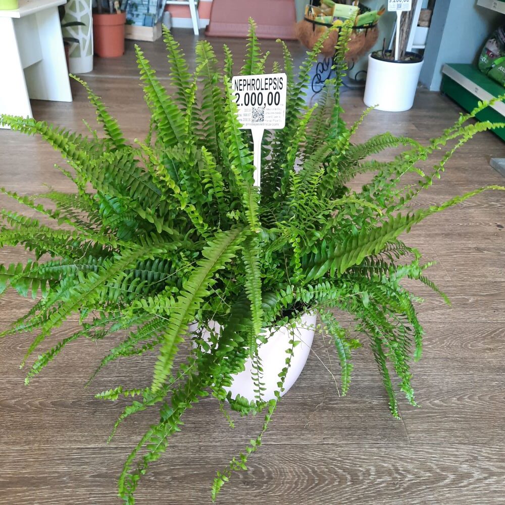 Nephrolepis exaltata ‘Green Moment’ 55 cm