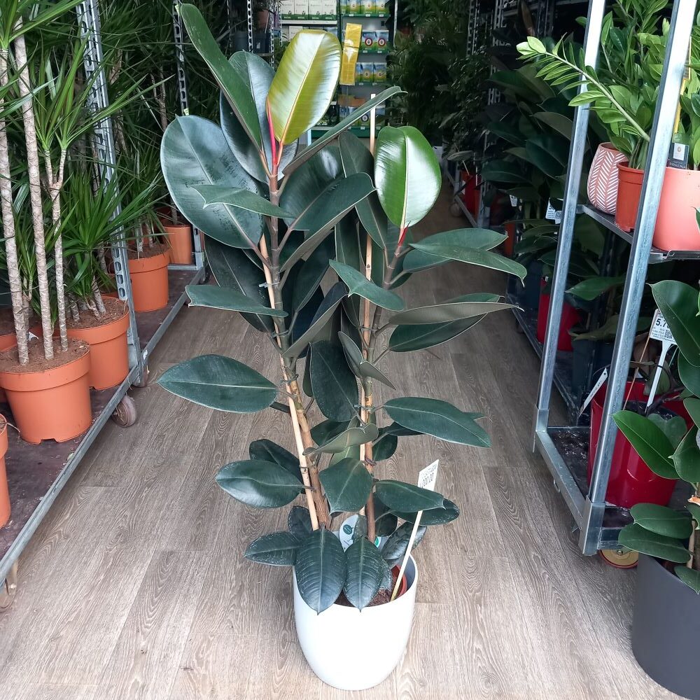 Ficus elastica Abidjan 135 cm