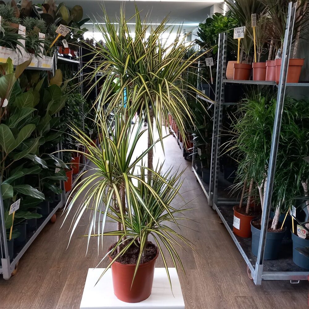 Dracaena marginata ‘Golden Dragon’ 135 cm