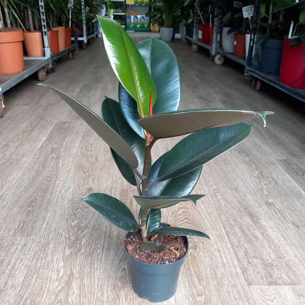 Ficus benj. Danielle 80 cm