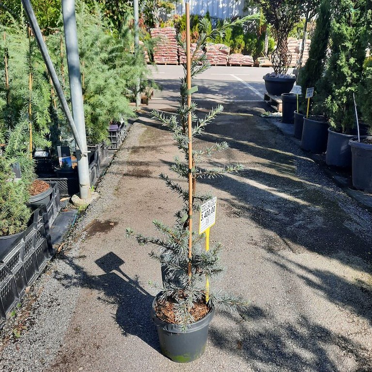 Cedrus libani Glauca 75 cm