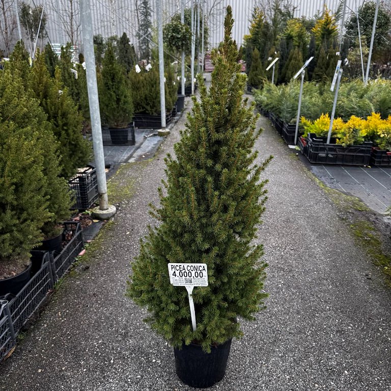 Patuljasta smrča 70 cm Picea glauca Perfecta