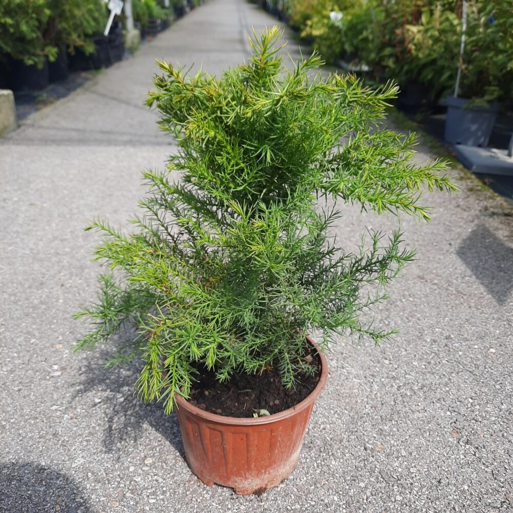 Cryptomeria 30 cm