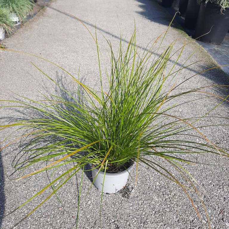 Carex ‘Prairie Fire’ 35 cm