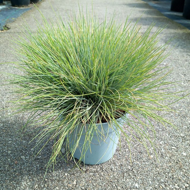 Festuca glauca Amigold 30 cm