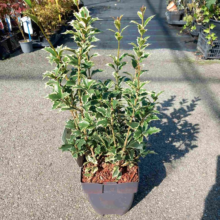 Osmanthus heterophyllus ‘Variegatus’ 50 cm