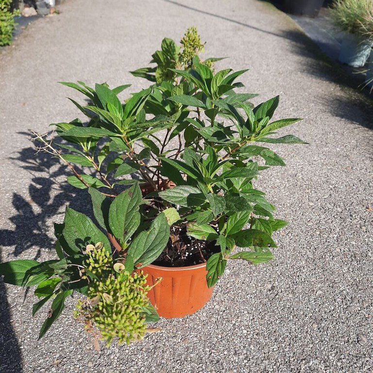 Hydrangea paniculata Confetti 30 cm