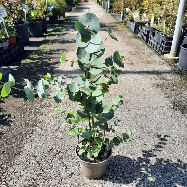 Eucalyptus gunnii 45 cm