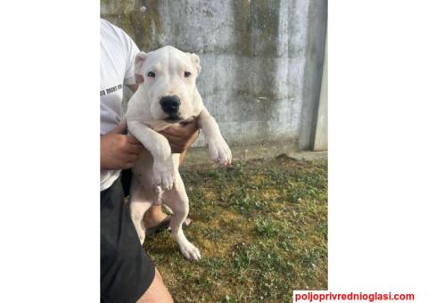 Stenci Dogo Argentino