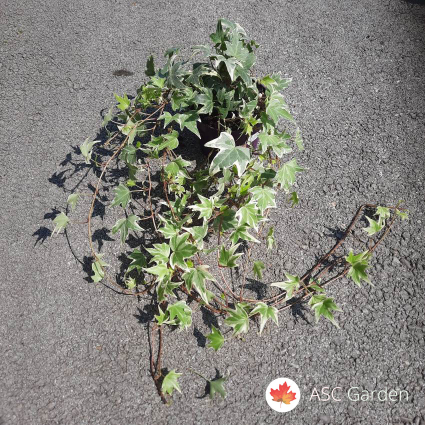 Hedera helix 25 cm