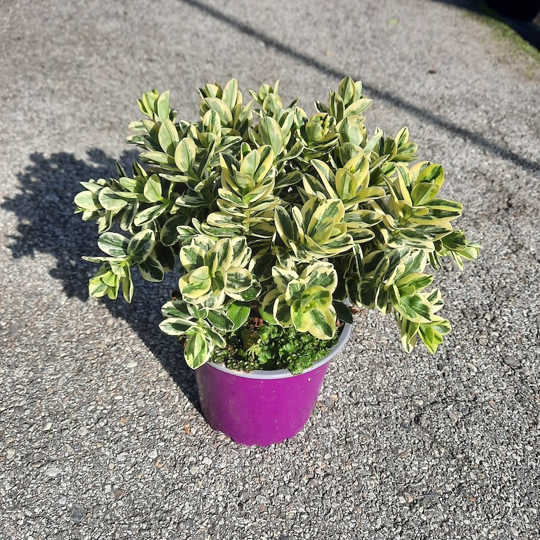 Heba andersonii Variegata 26cm