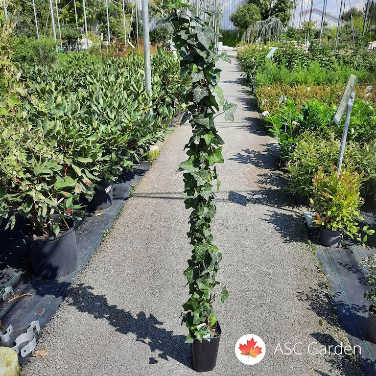 Hedera hibernica 60-70 cm