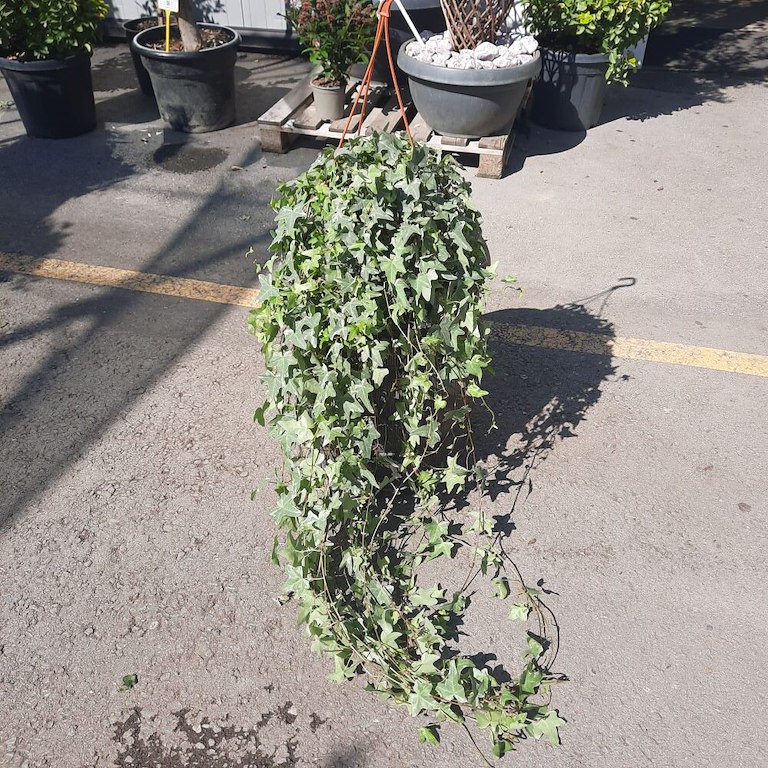 Hedera helex Mona Lisa 110 cm