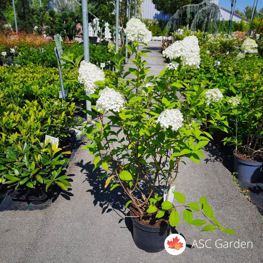 Hydrangea paniculata 70 cm