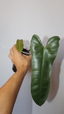 Philodendron Atabapoense