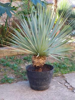 Yucca Rostrata x Thompsoniana