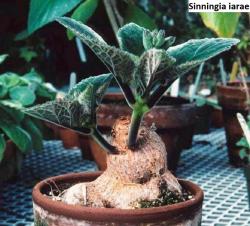 Sinningia iarae - 20 semenki