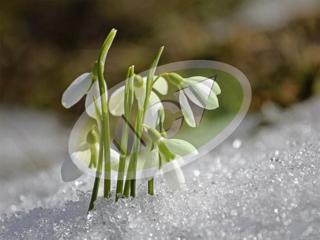 LUKOVICE VISIBABA-GALANTHUS IKARIAE 10/1