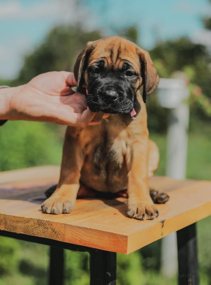 Cane Corso Kane Korso prelepi štenci