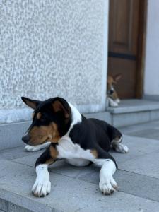 Basenji TOP musko stene