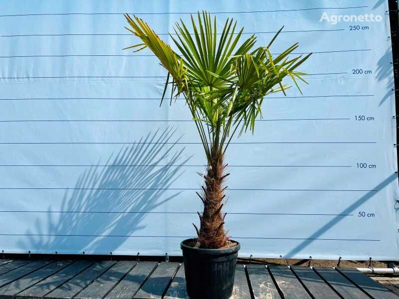 Prodaje se trachycarpus fortunei 190cm, stamhoogte 60/80cm mladicu ukrasnog grmlja na aukciji