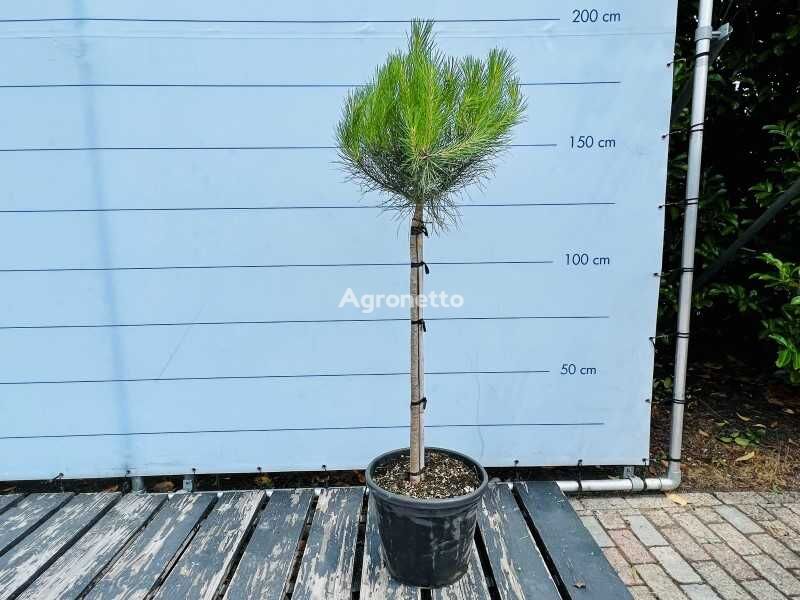 Prodaje se pinus pinea 160/180cm mladicu ukrasnog grmlja na aukciji