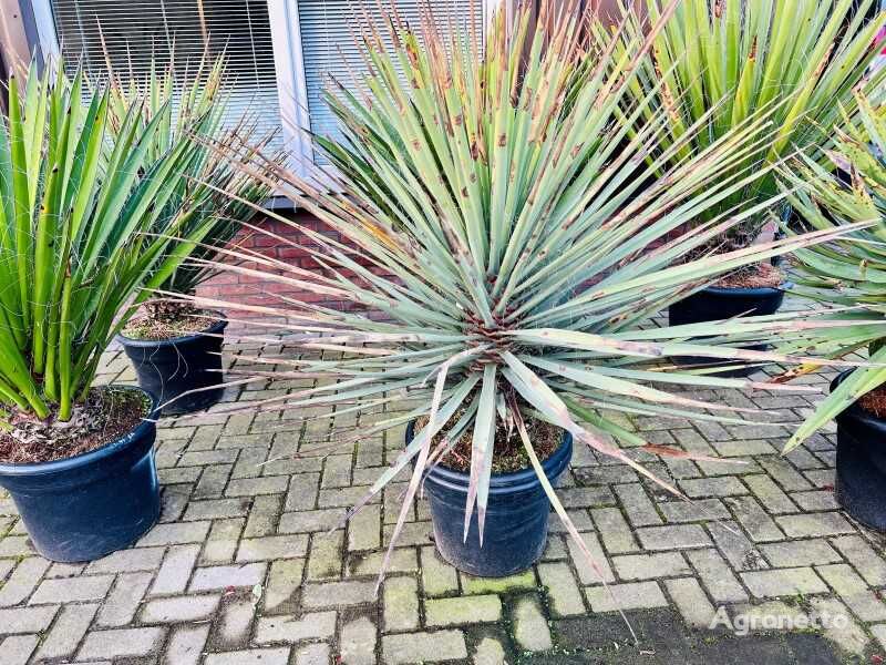 Prodaje se yucca treculeana 140cm mladicu ukrasnog grmlja na aukciji