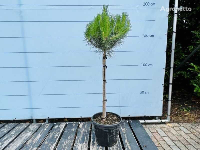 Prodaje se pinus pinea 160/180cm mladicu ukrasnog grmlja na aukciji