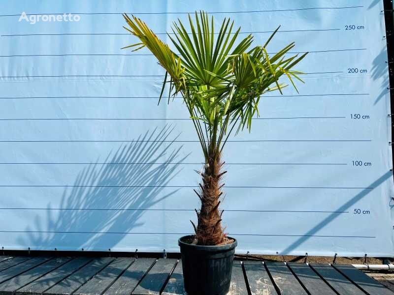 Prodaje se trachycarpus fortunei 190cm, stamhoogte 60/80cm mladicu ukrasnog grmlja na aukciji