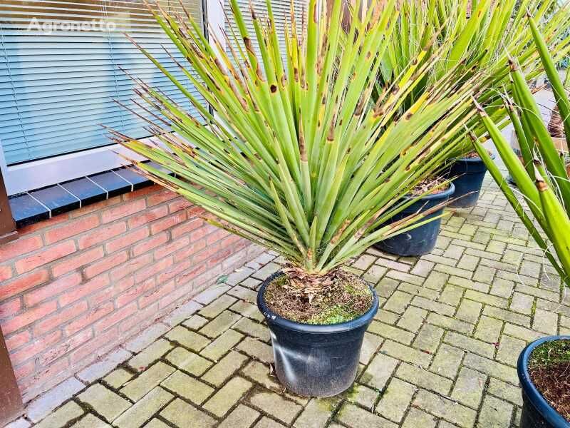 Prodaje se yucca treculeana 140cm mladicu ukrasnog grmlja na aukciji