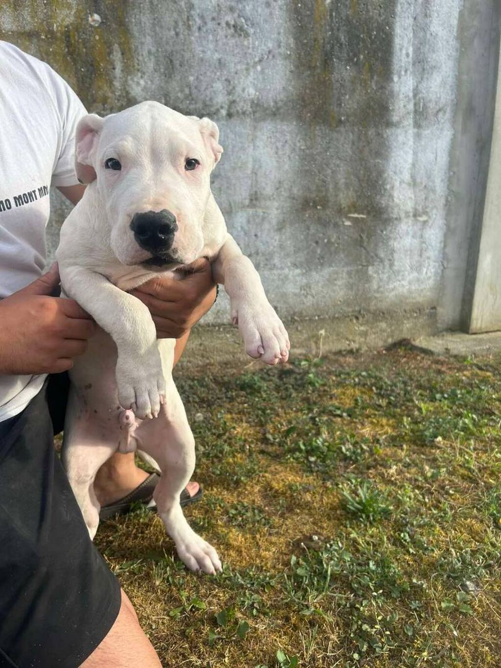 Stenci Dogo Argentino Na prodaju stenci Dogo Argentino stari 3