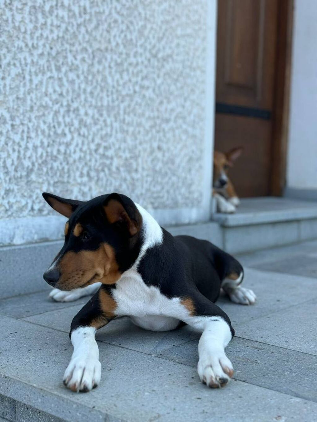 Basenji TOP musko stene Vrhunsko musko stene, trikolor boje, primio