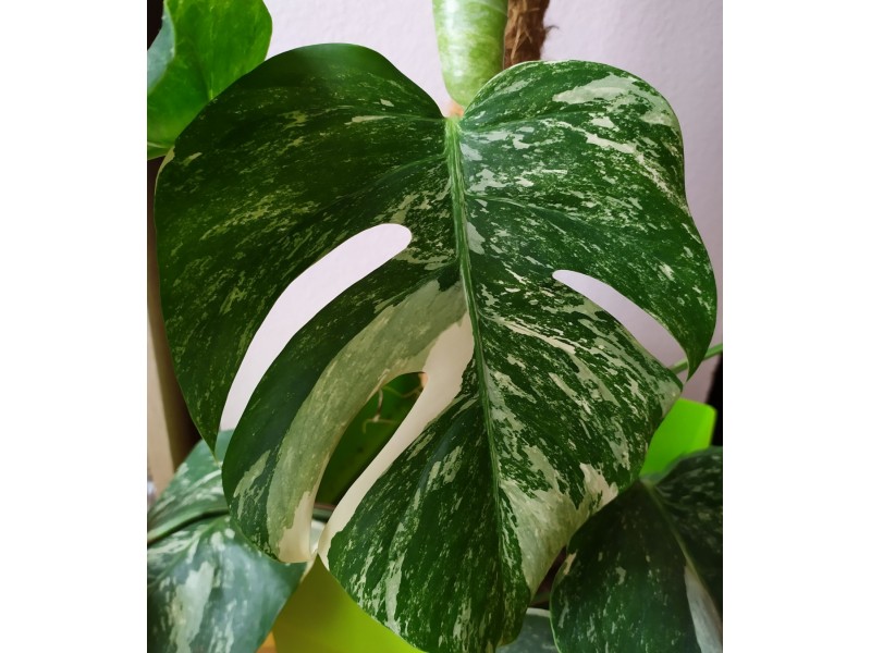 Monstera Albo variegata