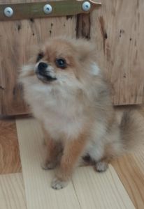 Pomeranac boo