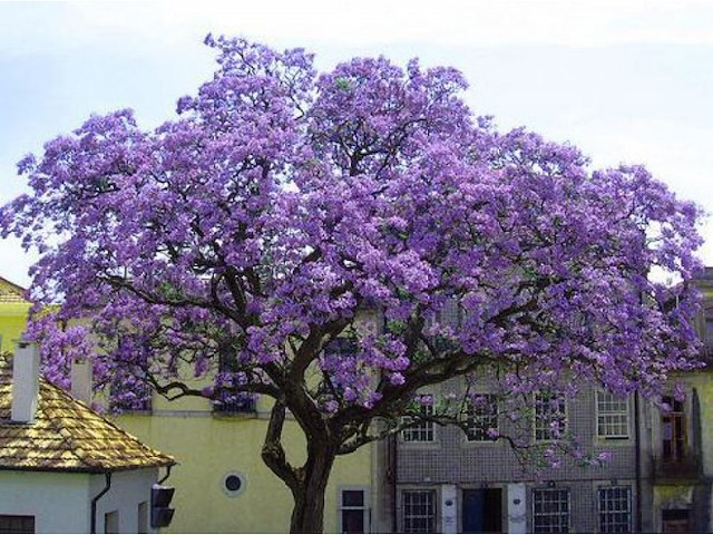 Paulownia Tomentosa (5000 semenki)