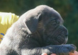 Cane Corso Kane Korso štenci PREPORUKA
